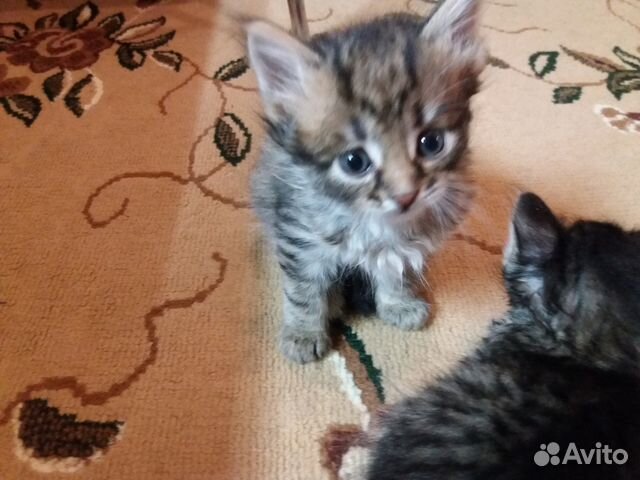 Отдам котят