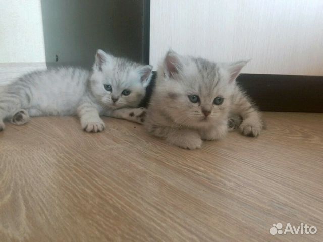 Котята Британской породы