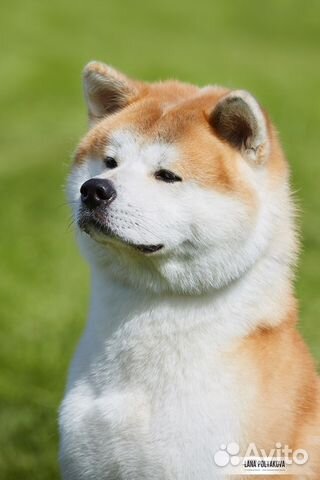 Вязка кобель акита ину