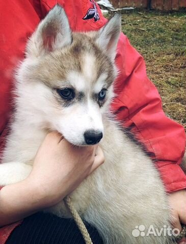 Сибирский хаски щенки с документами
