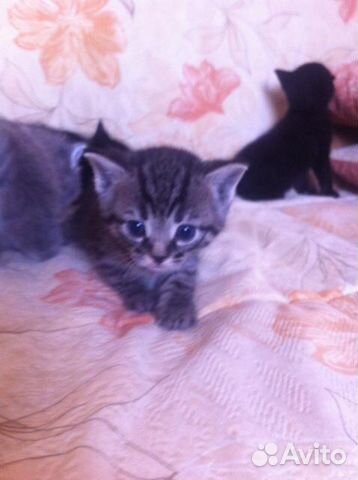4 котёнка от красивой умной коши