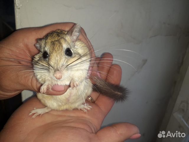 Песчанка пушистохвостая