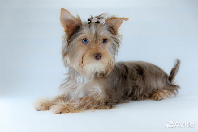 Голубоглазая шоко мерле йорка