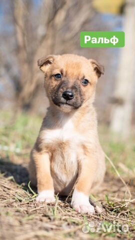 Щенки метисы бельгийской овчарки
