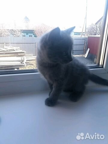 Отдам котенка хорошие руки цвет пепельный