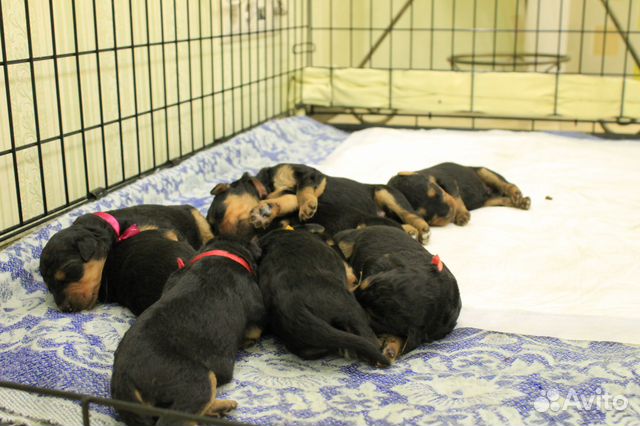 Щенки эрдельтерьера