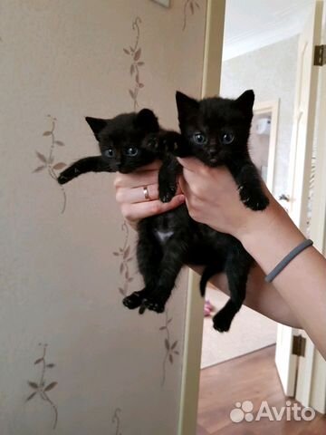 Котенок