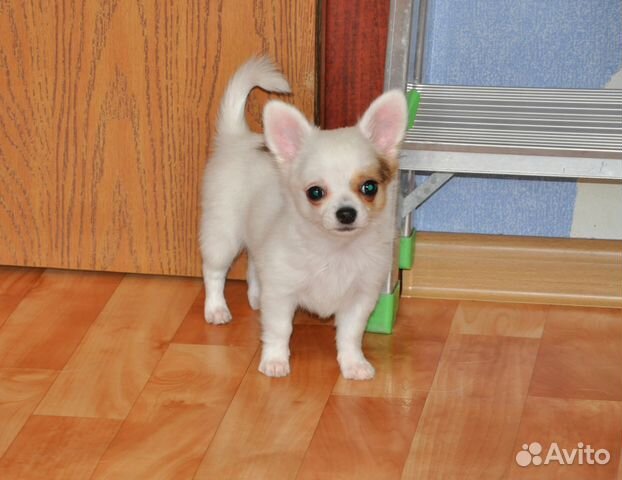 Крошечка хаврошечка