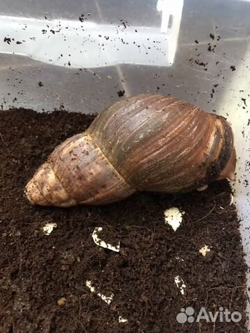 Улитка Ахатины