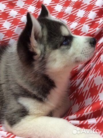 Хаски созданы для ласки