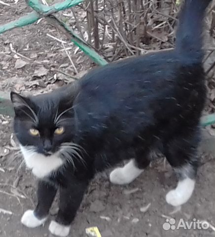 Ласковая, умница кошечка-маркиза в добрые руки