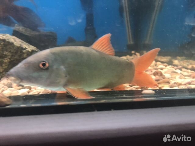 Крупная америка