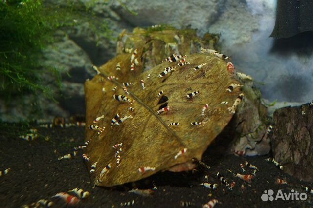 Листья индийского миндаля (Terminalia catappa)