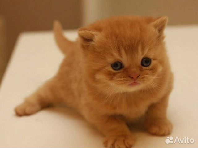 Элитный Котенок