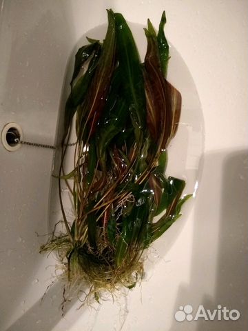 Растения для акварума