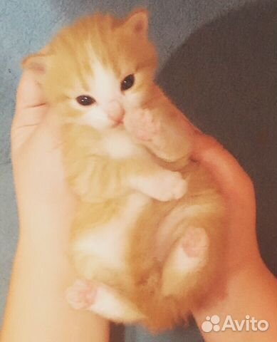 Отдам Котят в хорошие руки. Без оплаты