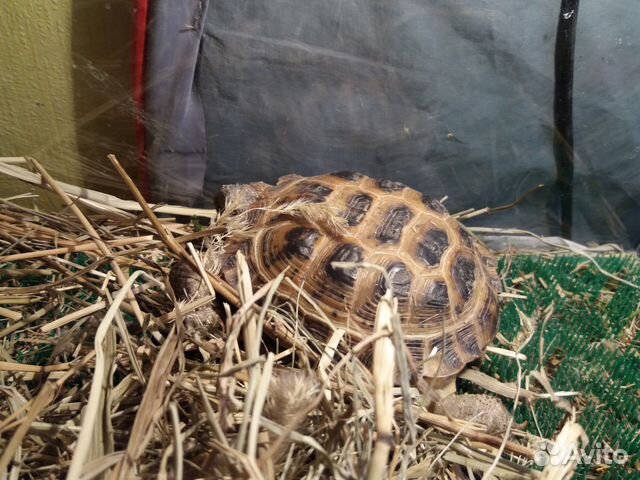 Черепаха сухопутная. Отдадим в хорошие руки