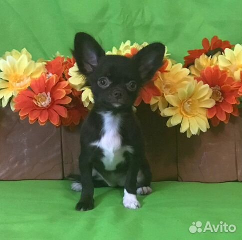 Крошечная шоколадная девочка