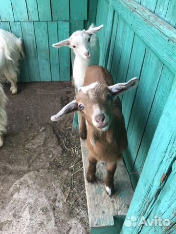 Коза нубийская