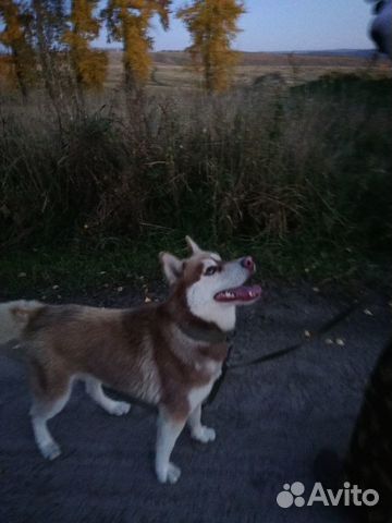 Пропала собака