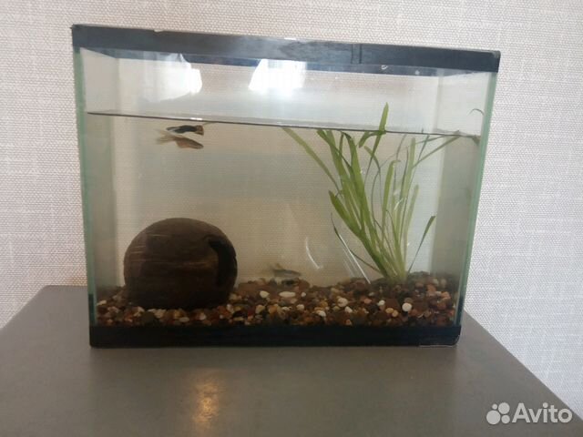 Аквариум