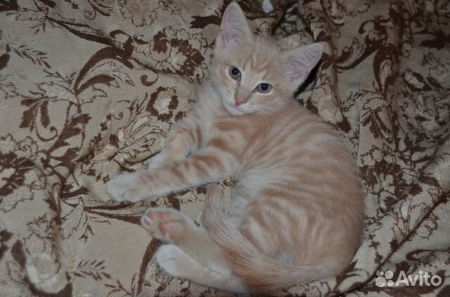 Отдам рыжего котенка-девочку. Зовут Марта