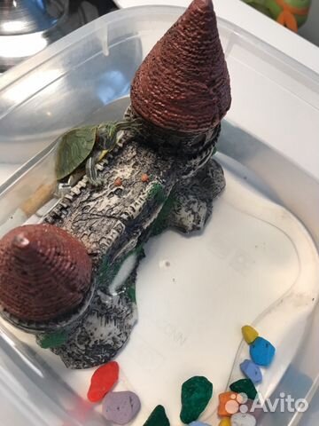 Красноухая черепаха