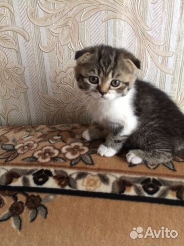 Шотландские котята