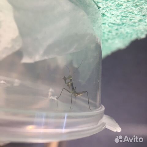 Богомол Hierodula transcaucasica