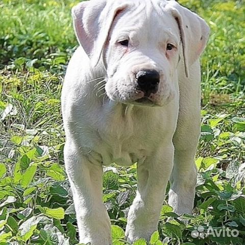 Аргентинский дог кобель