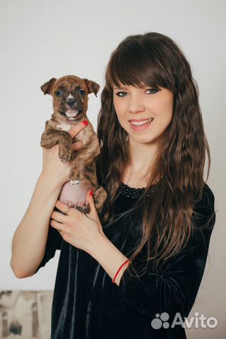 Кобель стафф