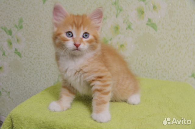 Сибирские котята