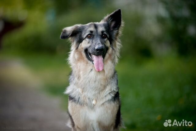 Лучшая из овчарок