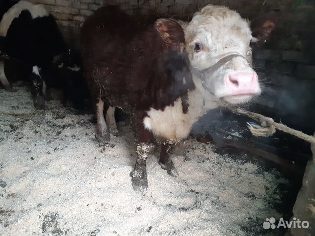 Продается телка гелифордовка