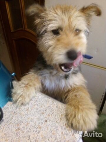 Стеша 1 год 50 см в холке