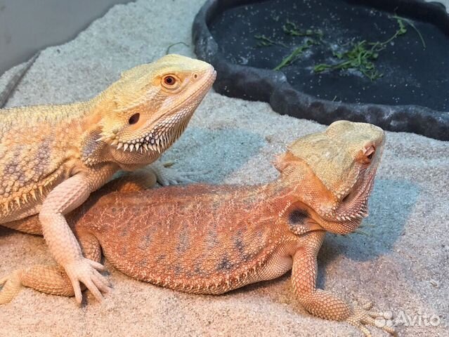 Бородатая Агама