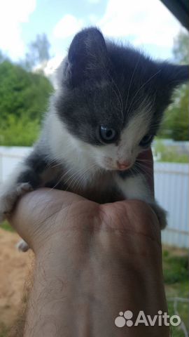 Продаю котят