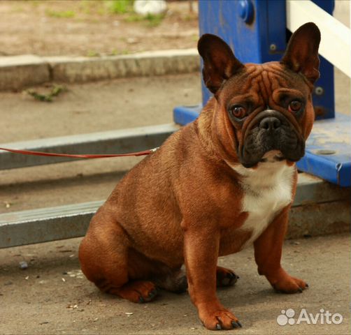 Красный-огнеопасный:) приглашает девушек