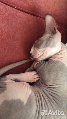 Бамбино вязка