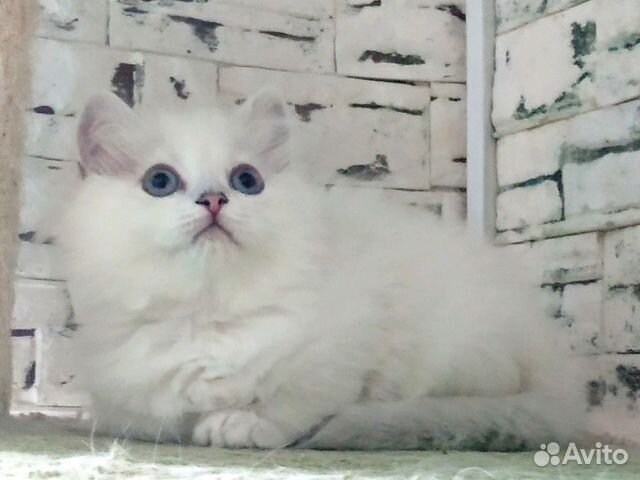 Британская кошка длинношерстная