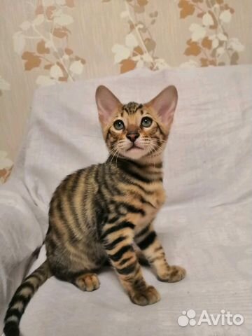 Мальчик тойгер