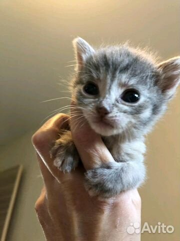Котенок в дар