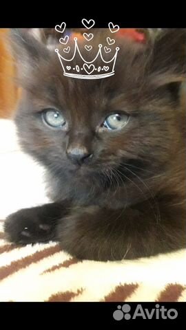 Отдадим котяток в добрые руки бесплатно