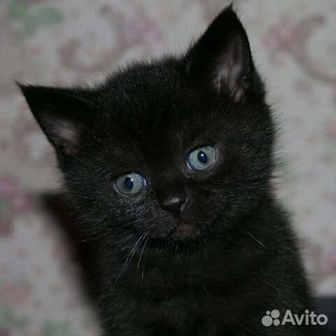 Уголечек в хорошие руки