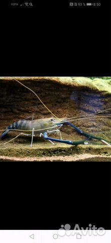 Рак Австралийский