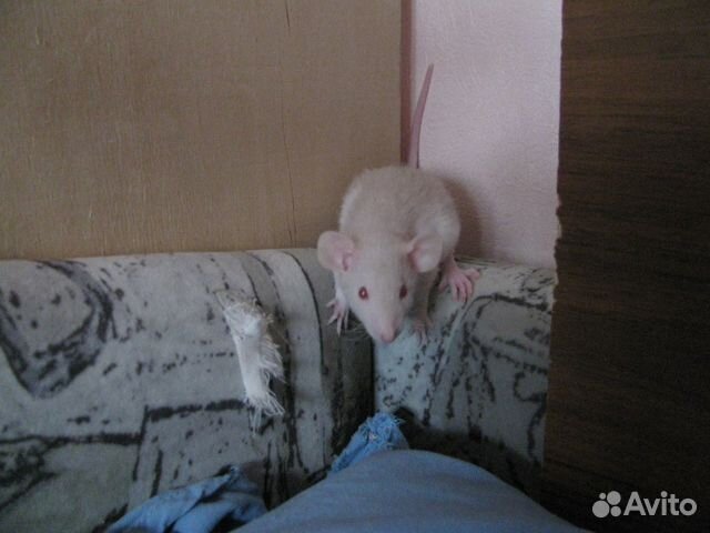 Крысята от хороших родителей. Родились 29 марта