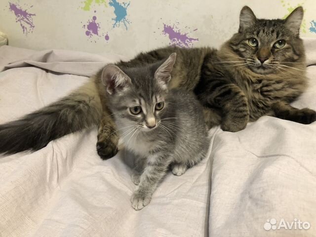 Котенок девочка