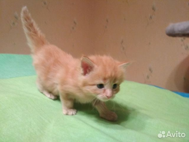 Котята Мейнкун