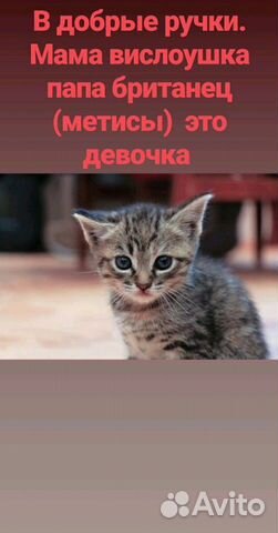 Отдаем котят в добрые руки