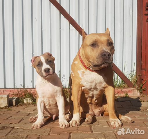 Малыш ам.стаффа,кобель